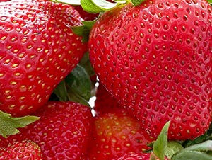 Berryplants Ltd :: Strawberries :: June Bearers